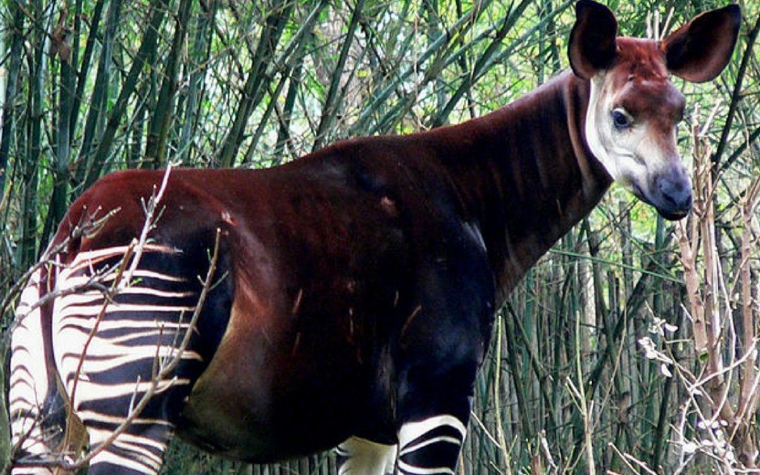 10 Rarest Animals In The World Eskify 10 Rarest Animals In The World Eskify